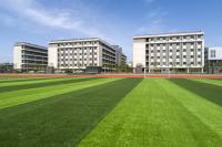 China Soccer Artificial Grasses Sports Landscape Indoor Grass For Pets for sale