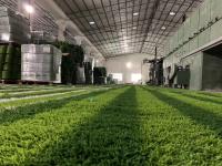 China 9000 Dtex Artificial Lawn Grass Landscaping 20mm Plastic Carpet Decorative for sale