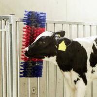 China Semi Circular Rotating Cow Scratching Brush - Custom Plastic & Nylon Grooming Tool for Dairy Cattle Health for sale