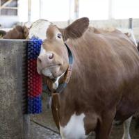 China Spinning Livestock Scratching Brush 500x220mm for Cow Cleaning and Parasite Removal - Blue/Red Custom Colors for sale