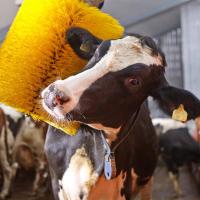 China Electric Oscillating Cow Scratcher Brush Automatic Barn Equipment for 50-60 Cows for sale