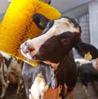 China Electric Cow Body Brush 800x500mm 600x500mm Automatic Cattle Cleaning Massage Brush for sale
