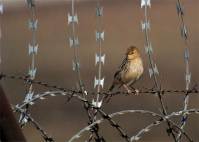 China Galvanized Concertina / Thorn Wire , Razor Wire Fence BTO22 Outdoor Using for sale