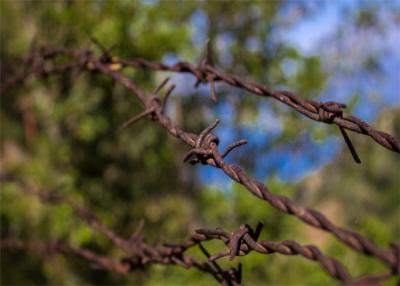 China Small Roll Of High Tensile Security Barbed Wire Ribbon Type Wall Spikes On Fence for sale