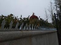 China Steel Large Size Anti - Climb Wall Spikes Bird , Durable Metal Wall Spikes for sale