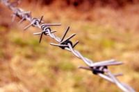 China Silver Electric Galvanized Security Barbed Wire Low Carbon Steel BWG 12 14 16 for sale