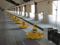 China 99g Chick Line Feeder Automatic Poultry Feeder System For Farming for sale