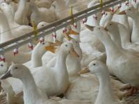 China Duck Goose Automatic feed feeding pan feeder Line System for poultry house for sale