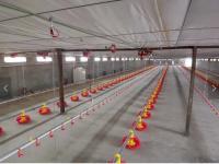 China Floor Galvanized Chicken Feeding Line Automatic Feeding Machine For Poultry for sale