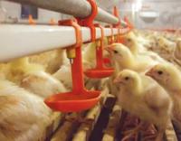 China Automatic poultry chicken water for quail birds farm system China price for sale