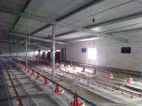 China Computerized Chicken Pan Feeder PVC Pipe Chicken Feeders And Water Systems for sale