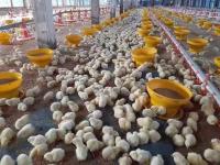 China Automatic Chicken Feeder PVC Pipe Poultry Feeding Pan With Pressure Vessel for sale