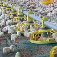 China Broiler Automatic Pan Feeding System 2.2KW Automatic Water System For Chickens for sale