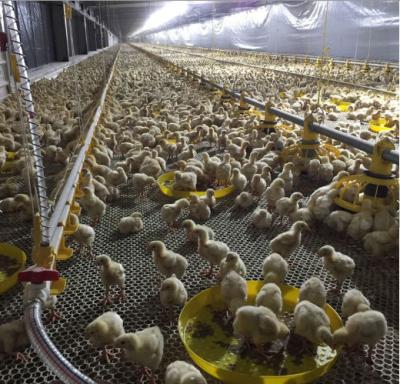 China Fully Auto Chicken Feed Auger System Poultry Auger Feeder For Farm for sale