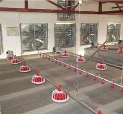 China Automatic Chicken Poultry Equipment Chicken Feeding Line 50-100kg/H for sale