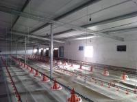 China Automatic feeding pan system poultry feed pan cheap modern style for sale