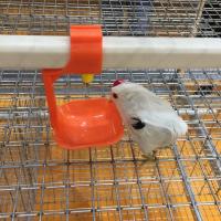 China Orange Chicken Watering System Low Pressure Automatic Poultry Watering System for sale