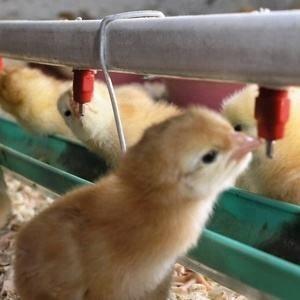 China Farming Equipment Automatic Chicken Watering Application Drinker, Plastic+Stainless Steel Material Nipple Drinker For Br for sale