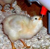 China Farming Equipment Automatic Chicken Watering Application Drinker, Plastic+Stainless Steel Material Nipple Drinker For Br for sale