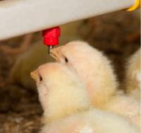 China Farming Equipment Automatic Chicken Watering Application Drinker, Plastic+Stainless Steel Material Nipple Drinker For Br for sale