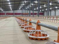 China Automatic Poultry Feed Pans Galvanized Chicken Feeders And Drinkers for sale