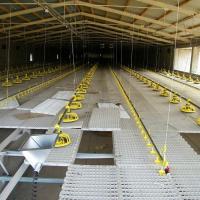China Hot-selling poultry free range broiler farming equipment chicken feeder animal automatic pan feeding system for broiler for sale