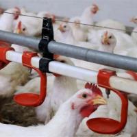China Automatic Nipples Water Drinking system for sale