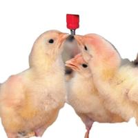China Poultry Water Supplier Nipple Drinker Broiler Chicken Drinkers For Animal &Poultry Husbandry Equipment for sale