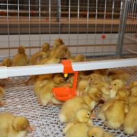 China Animal&Poultry Husbandry Equipment Chicken Waters Automatic Poultry Nipple Drinking System for sale