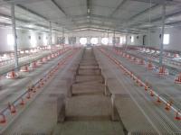 China Automatic Feeding System For Poultry Chicken Feeding Line 10 Liters Capacity for sale