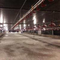 China Automatic feeding pan line poultry feeders and drinkers chicken for sale