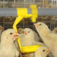 China 38.8mm Water Nipple Drinker Chicken Feeder Poultry House Water Systems for sale