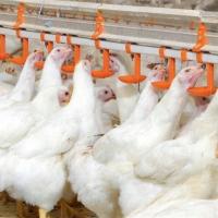 China 38.8mm Water Nipple Drinker Chicken Feeder Poultry House Water Systems for sale