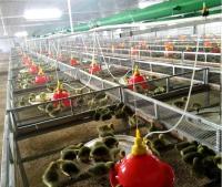 China Plasson Drinker For Poultry Nipple Drinker Chicken 360 Degree Function Nipple Drinker Poultry Farm Unavailable for sale