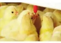 China A complete set of plastic line raising equipment for duck farm in high quality chicken farm for sale