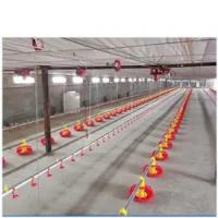 China Galvanized Chicken Raising Equipment Poultry Drinking Line Raised Chicken Waterer for sale