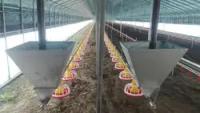 China PLC Automatic Chicken Feeding Line 220V 50Hz Poultry Feed Lines for sale