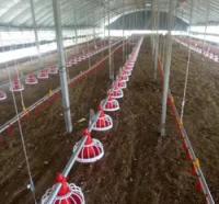 China Customized Poultry Chick Line Feeder Broiler House Flooring Tube Chain Conveyor for sale