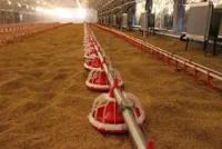 China PLC Automatic Chicken Feeding Line 220V 50Hz Poultry Feed Lines for sale