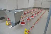 China Automatic Feeding System For Poultry Chicken Farm Equipment Chicken Drinker And Feeder for sale