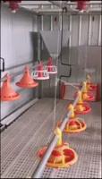 China Poultry House Automatic Auger Feeding System Chicken Cage Feeder for sale