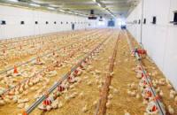 China Poultry House Automatic Auger Feeding System Chicken Cage Feeder for sale