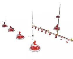 China Raising Chicken Feeding Line Steel PP Poultry Pan Feeding System for sale