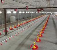 China Automatic Poultry Feeding And Drinking Equipment For Complete Broiler House for sale