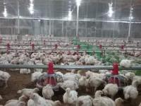 China Automatic Poultry Feeding And Drinking Equipment For Complete Broiler House for sale