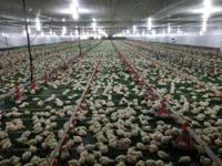 China PLC Control Avian Feeding Line 3m*0.8m*1.2m for sale