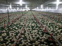 China PLC Control Avian Feeding Line 3m*0.8m*1.2m for sale