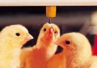 China Plasson Broiler Waterer Poultry Drinking Line White Red Yellow for sale
