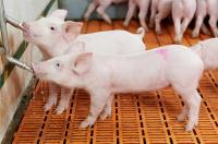 China SS ABS Pig Drinker Stainless Steel Piglet Waterer 360 Rotation for sale