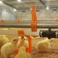China 38.8mm Poultry Drinking Line Automatic Poultry Nipple Drinker for sale